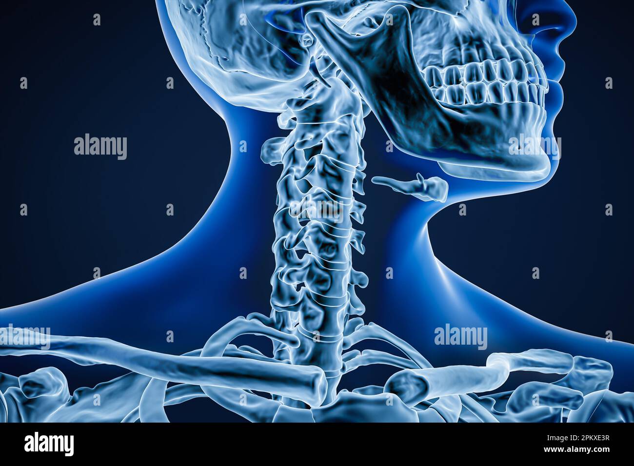 Human vertebrae close up hi-res stock photography and images - Alamy