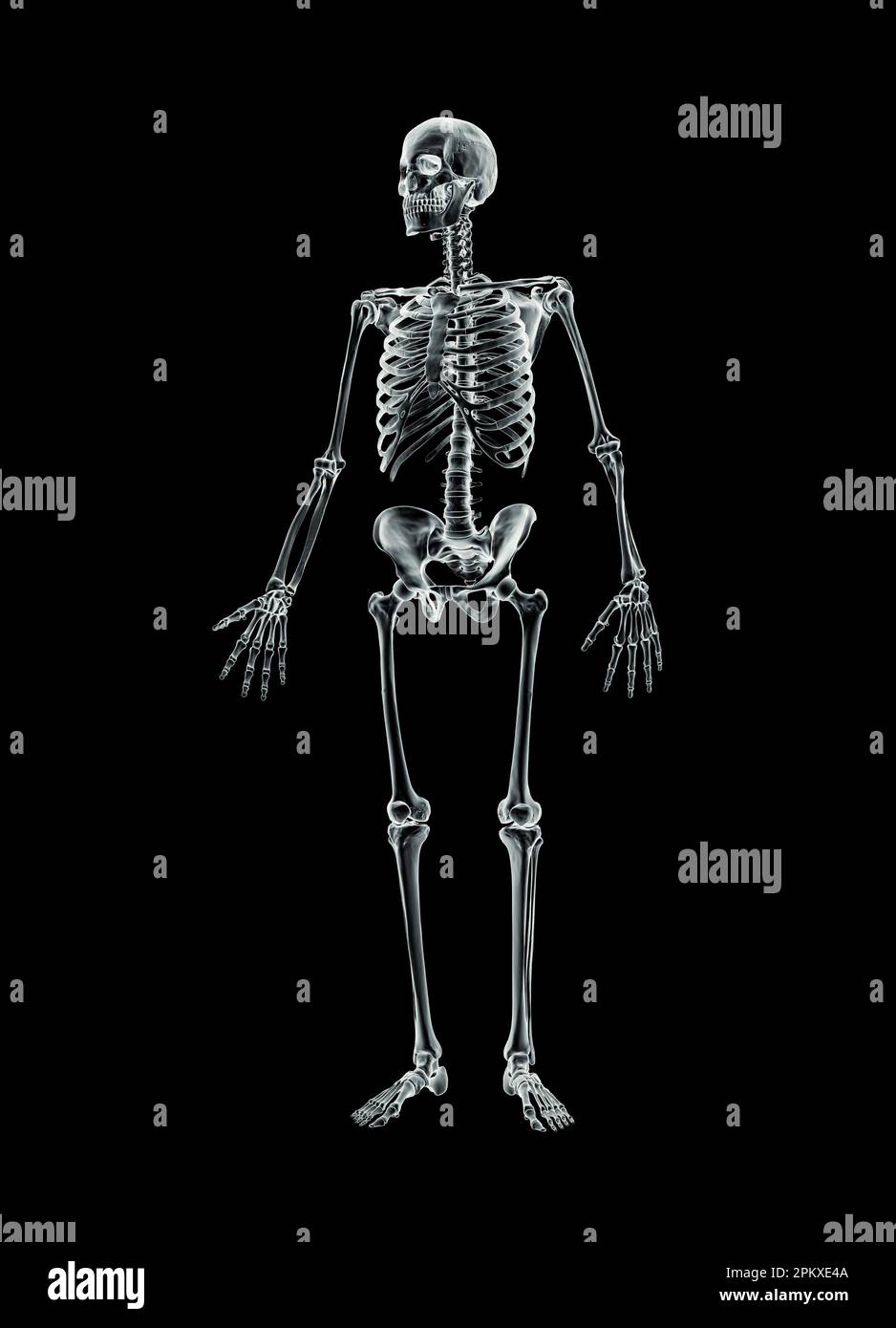 Xray anterior or front view of full human male skeleton 3D rendering ...