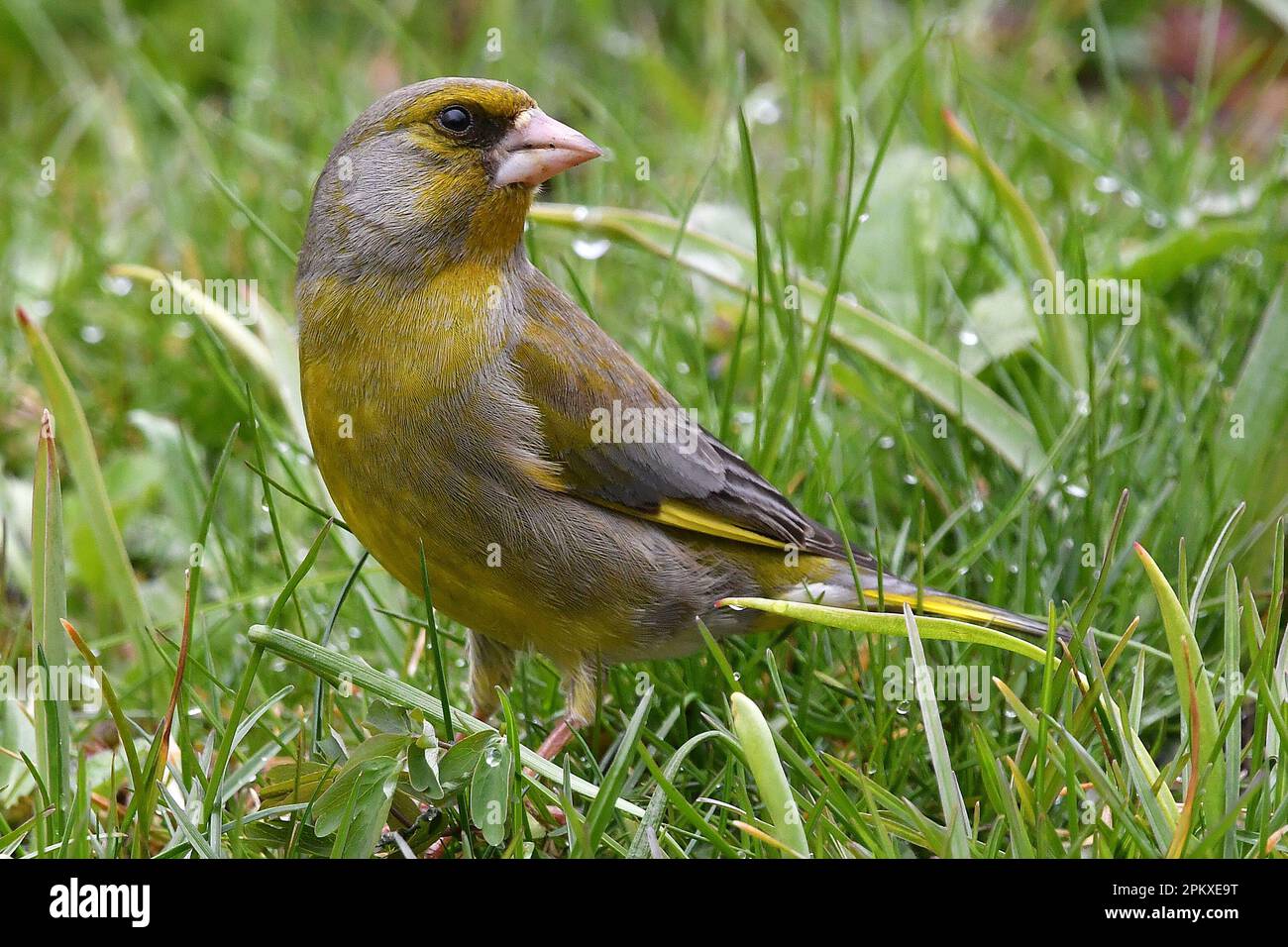 European greenfinch (Carduelis chloris) is sitting at the branch in ...