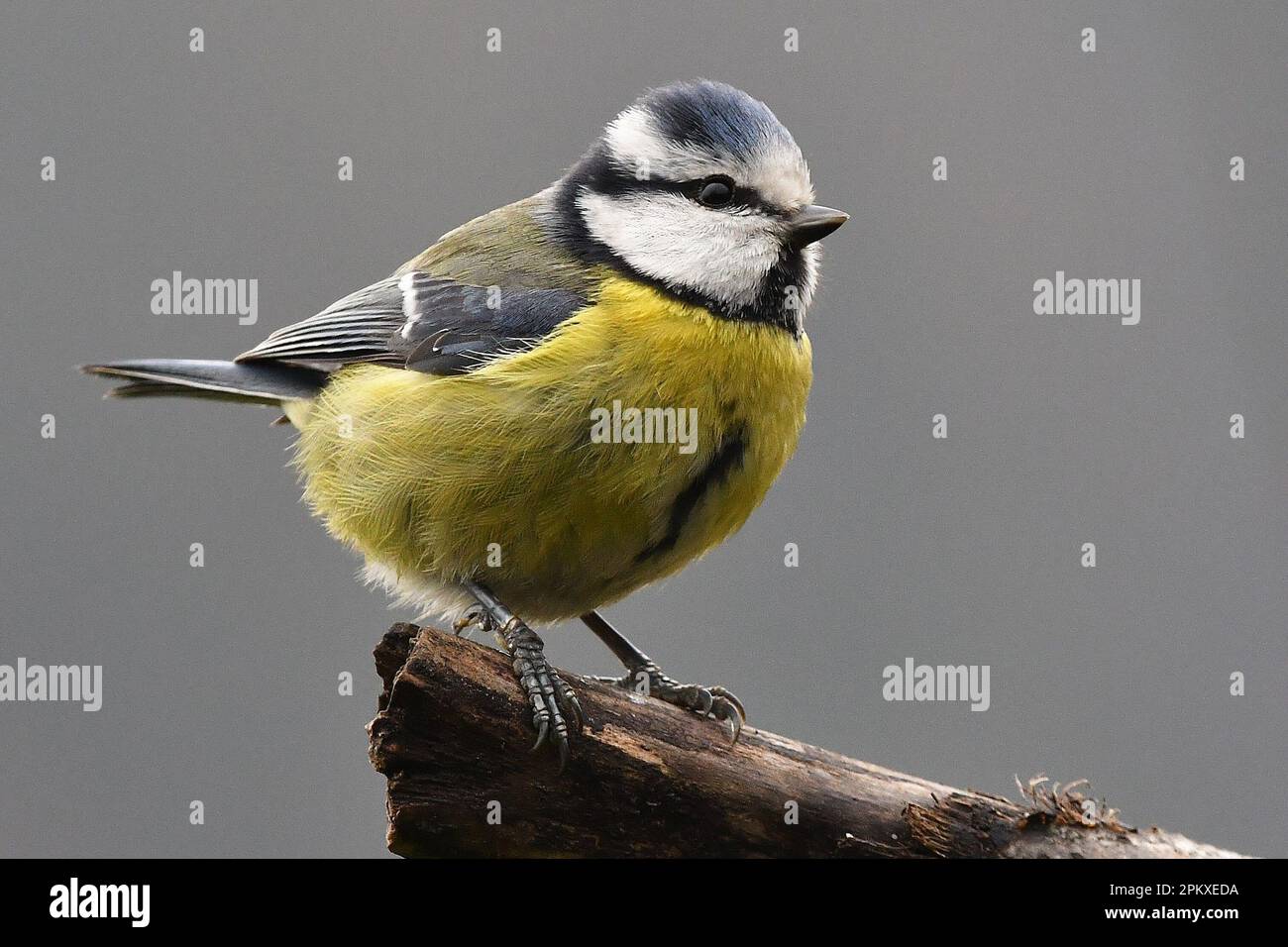 The Eurasian blue tit (Cyanistes caeruleus) in Letovice, Czech Republic ...