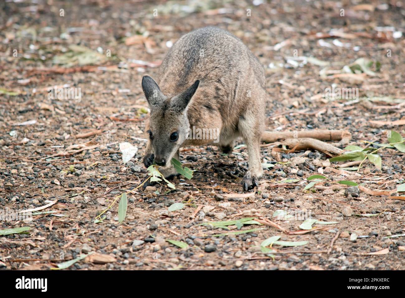 the tammar wallaby has dark greyish upperparts with a paler underside ...