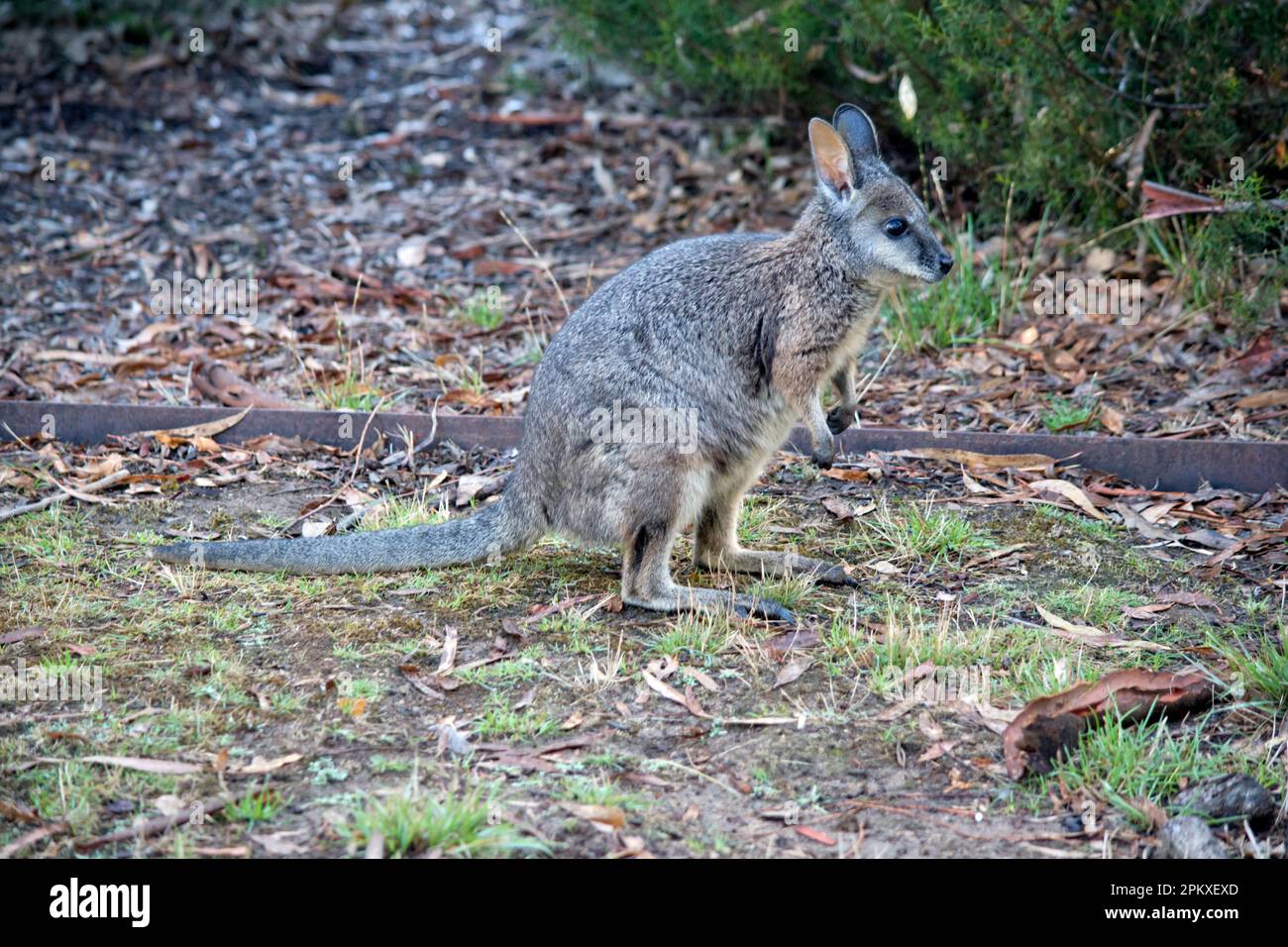 the tammar wallaby has dark greyish upperparts with a paler underside ...
