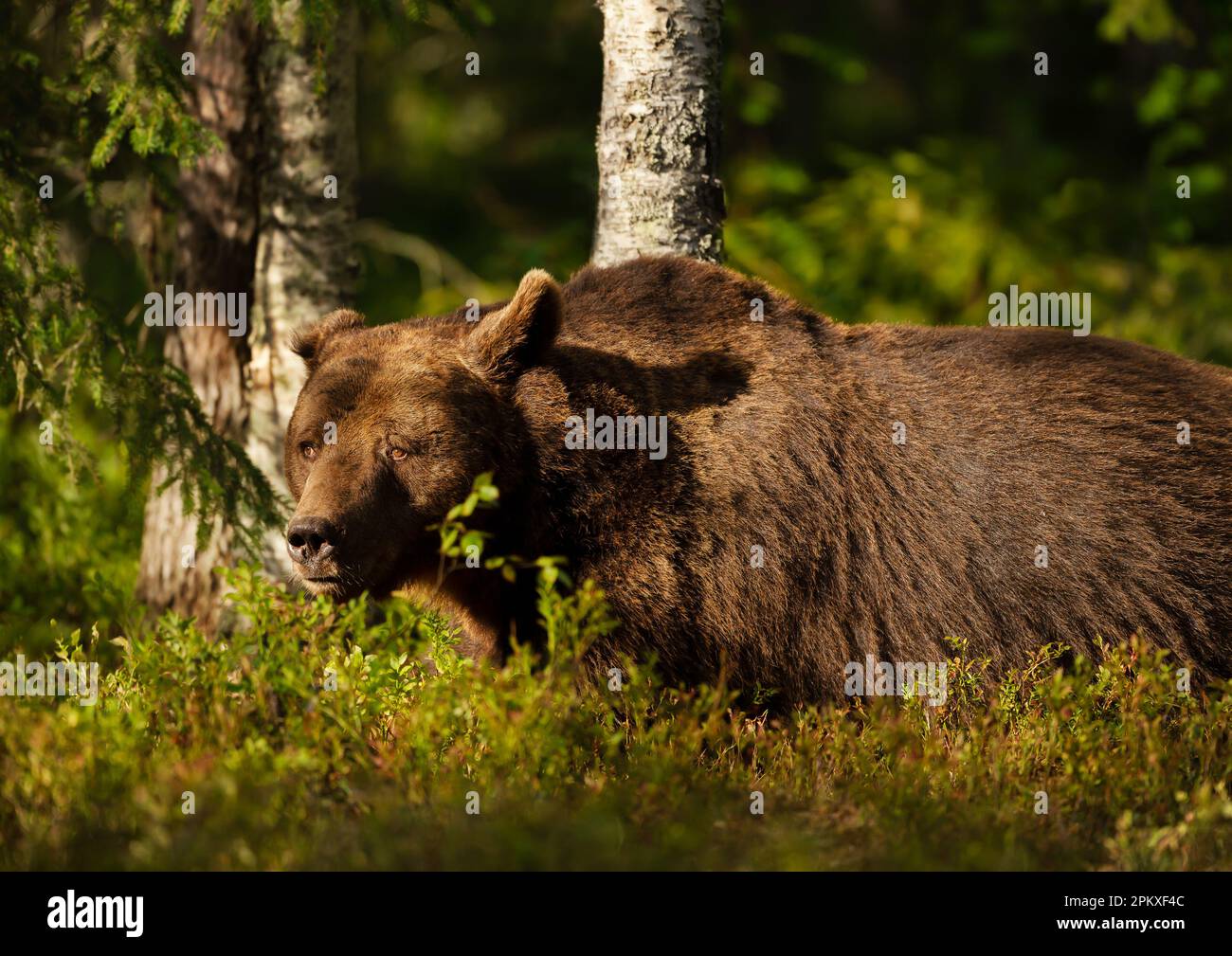 Impressive portrait of Eurasian Brown bear in forest, Finland Stock ...