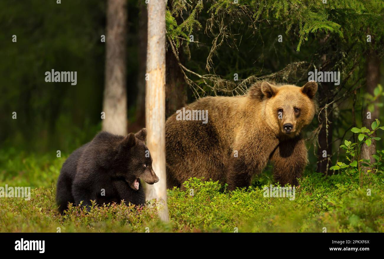 Close up of a cute Eurasian Brown bear cub with a bear mama in the ...