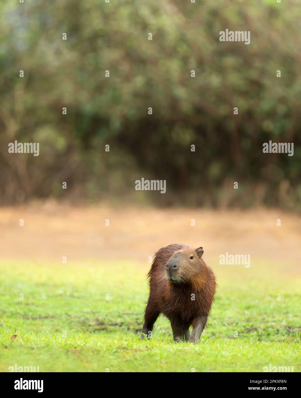 Close up of a Capybara on a river bank, South Pantanal, Brazil Stock ...