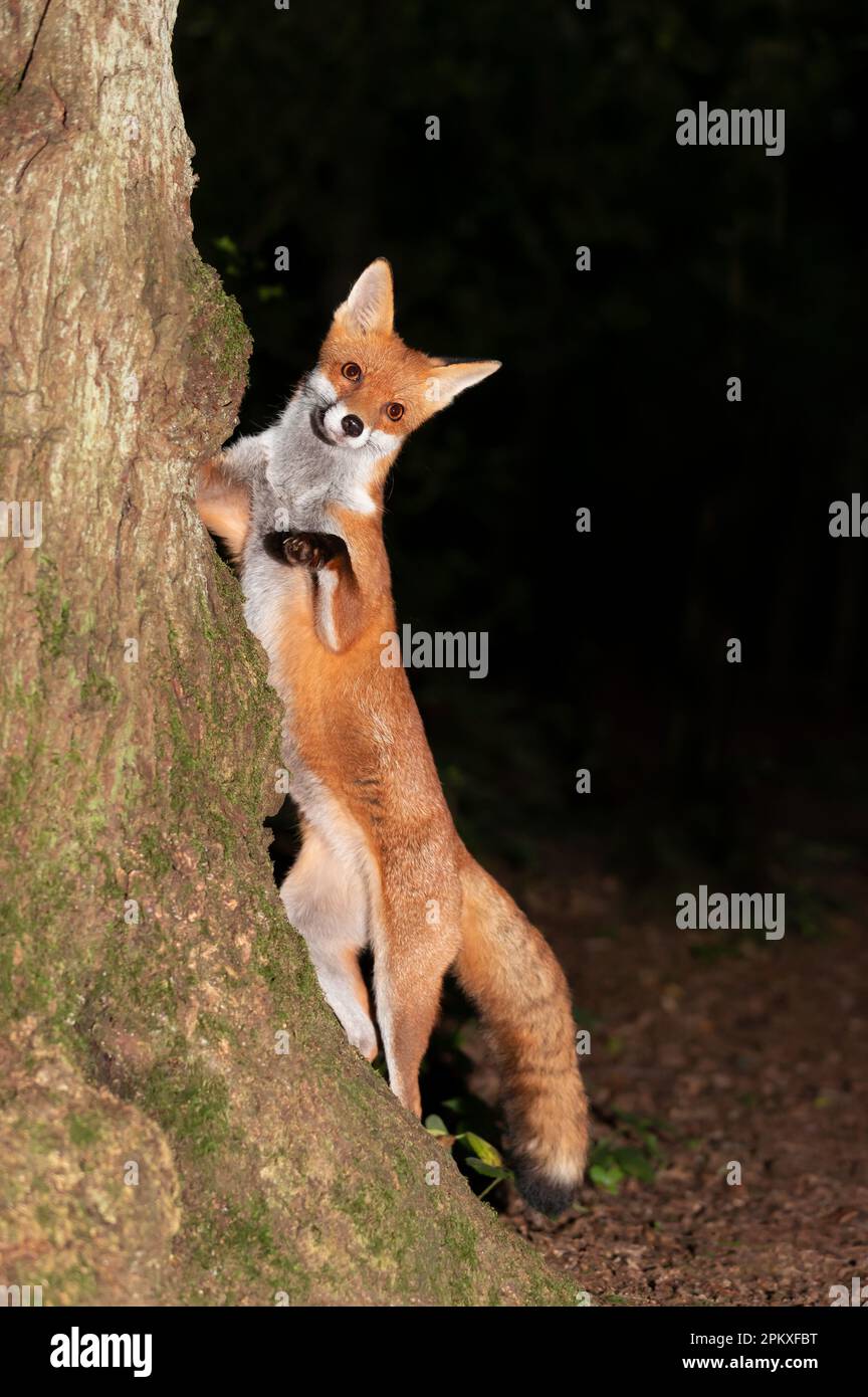 Close up of a curious red fox leaning against a tree in the forest, UK ...