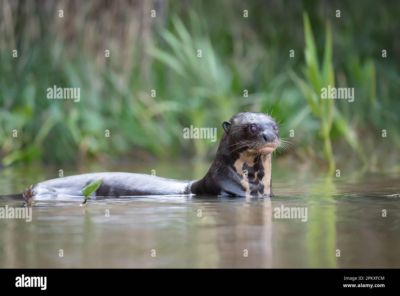 Close up of a giant otter in a river, Pantanal, Brazil Stock Photo - Alamy