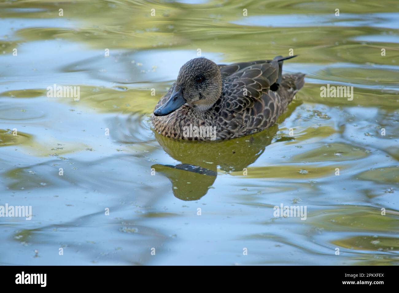 the female teal duck has dark brown feathers edged in tan with a black ...