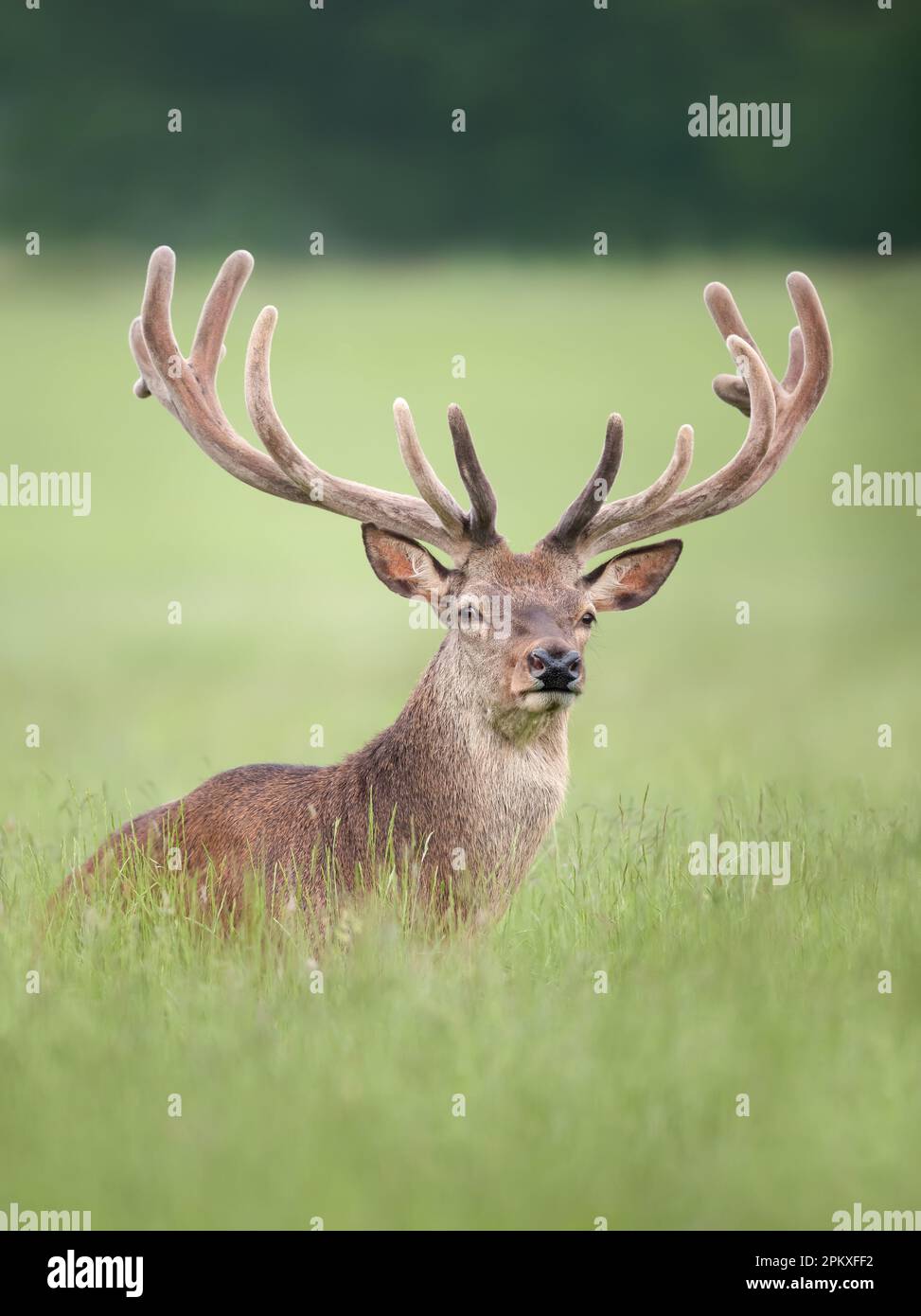 Close up of a red deer stag with velvet antlers in summer, United ...