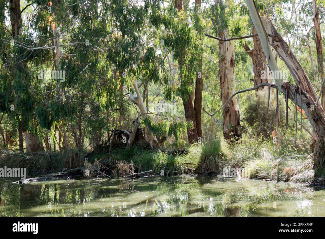 the billabong is a watering hole in Australia Stock Photo - Alamy