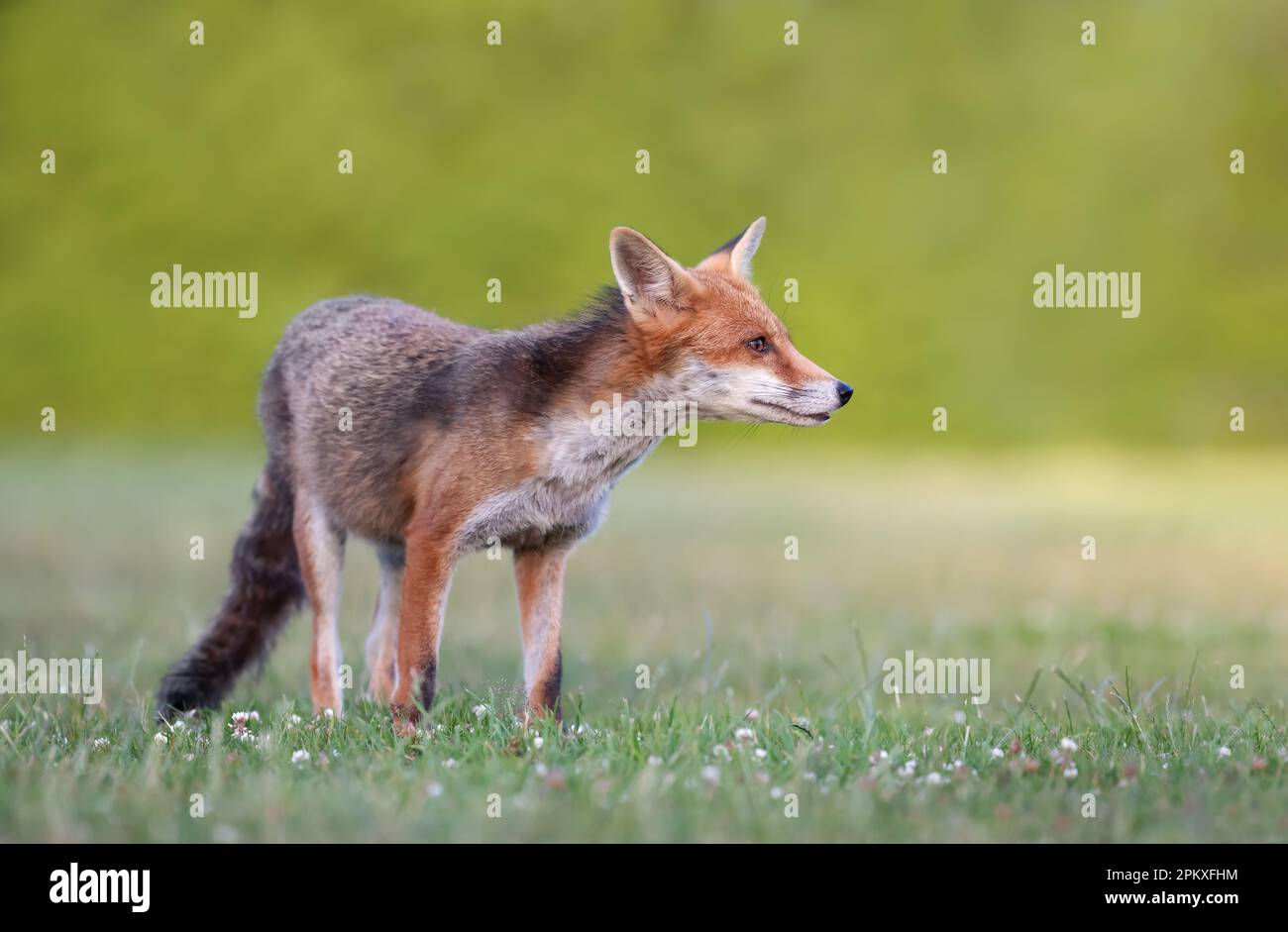 Fox in spring hi-res stock photography and images - Alamy