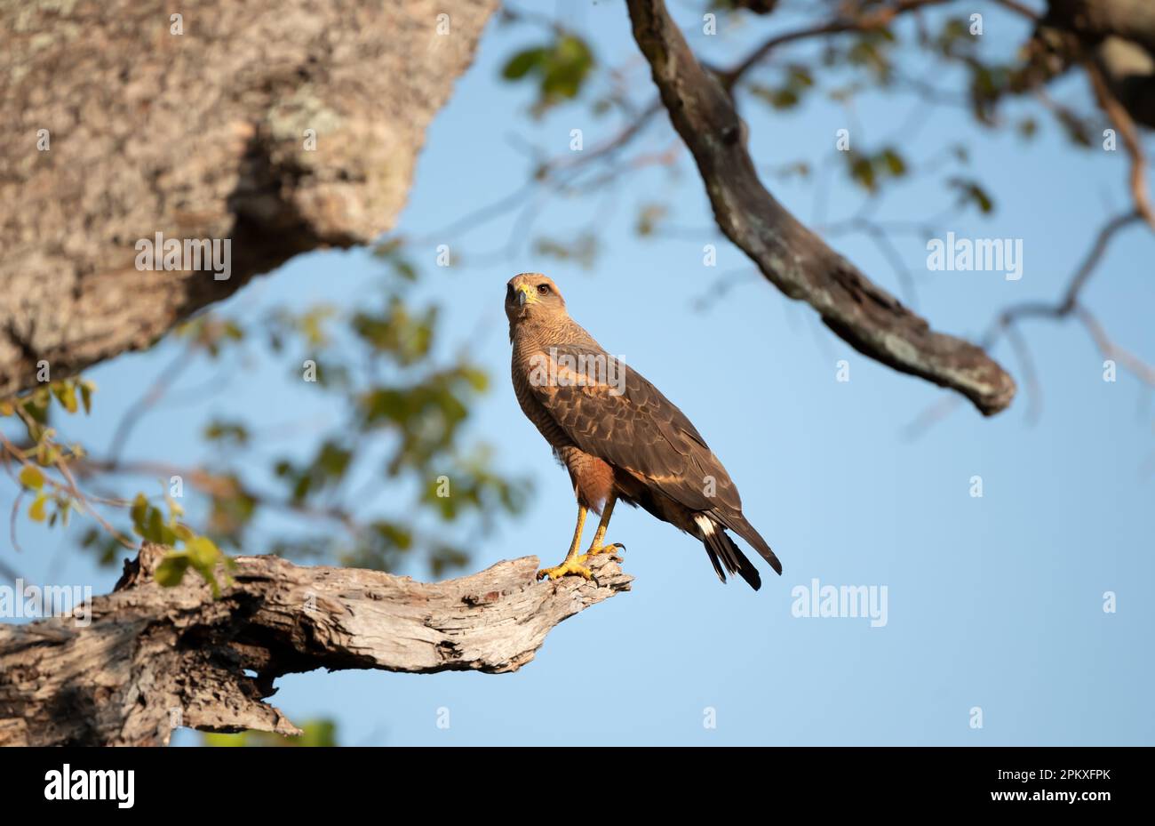 Savanna hawk perched in a tree, Pantanal, Brazil Stock Photo - Alamy