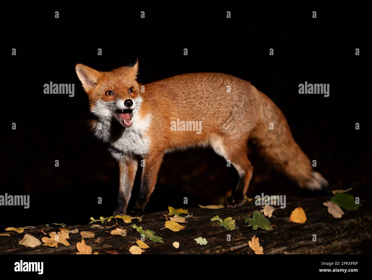 Close up of a Red fox (Vulpes vulpes) standing on a tree in autumn at night, UK Stock Photo - Alamy