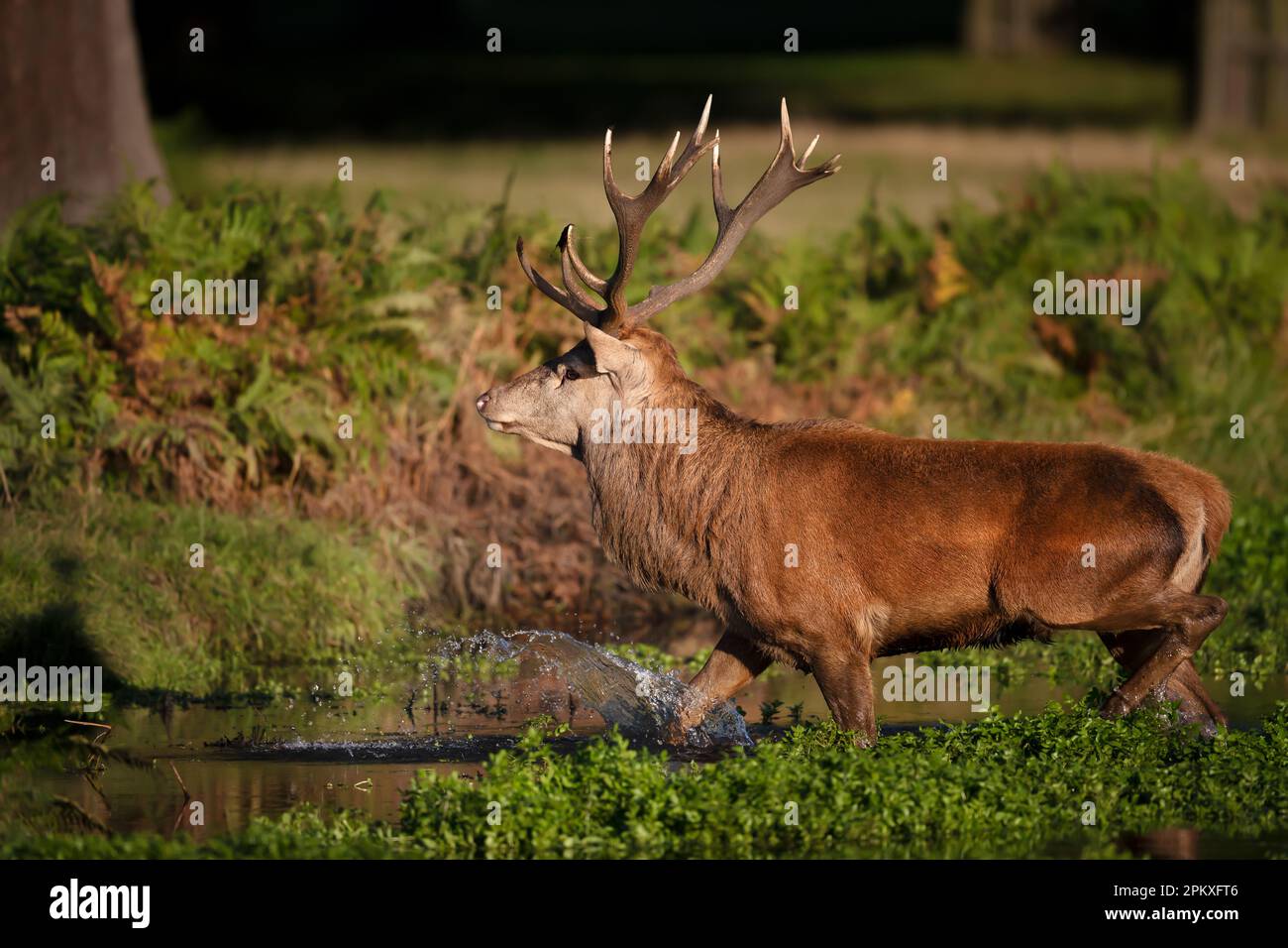 Close up of a red deer stag crossing a stream of water in autumn, UK ...