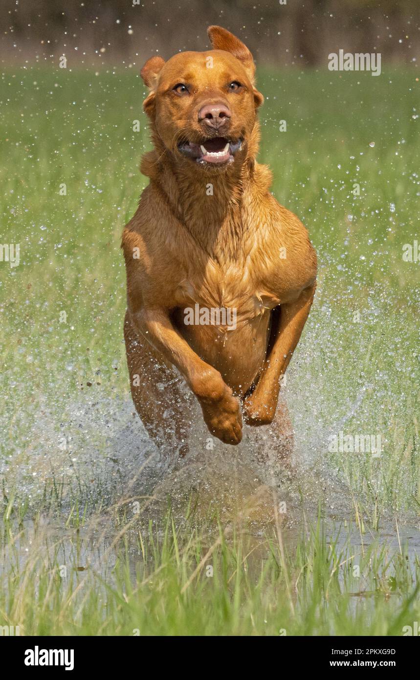 Red Fox Labrador Stock Photo - Alamy