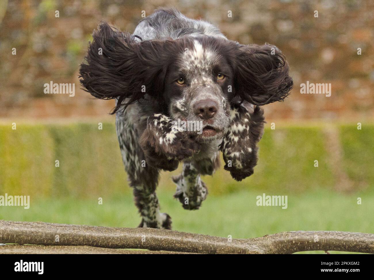 cocker spaniels dog jumping logs Stock Photo - Alamy