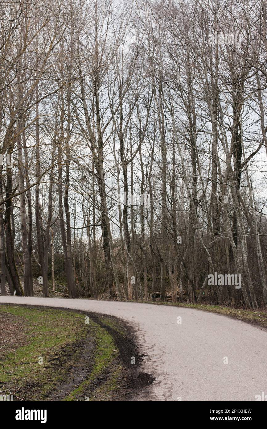 Asphalted winding pedestrian path in the forest with a car tire print ...
