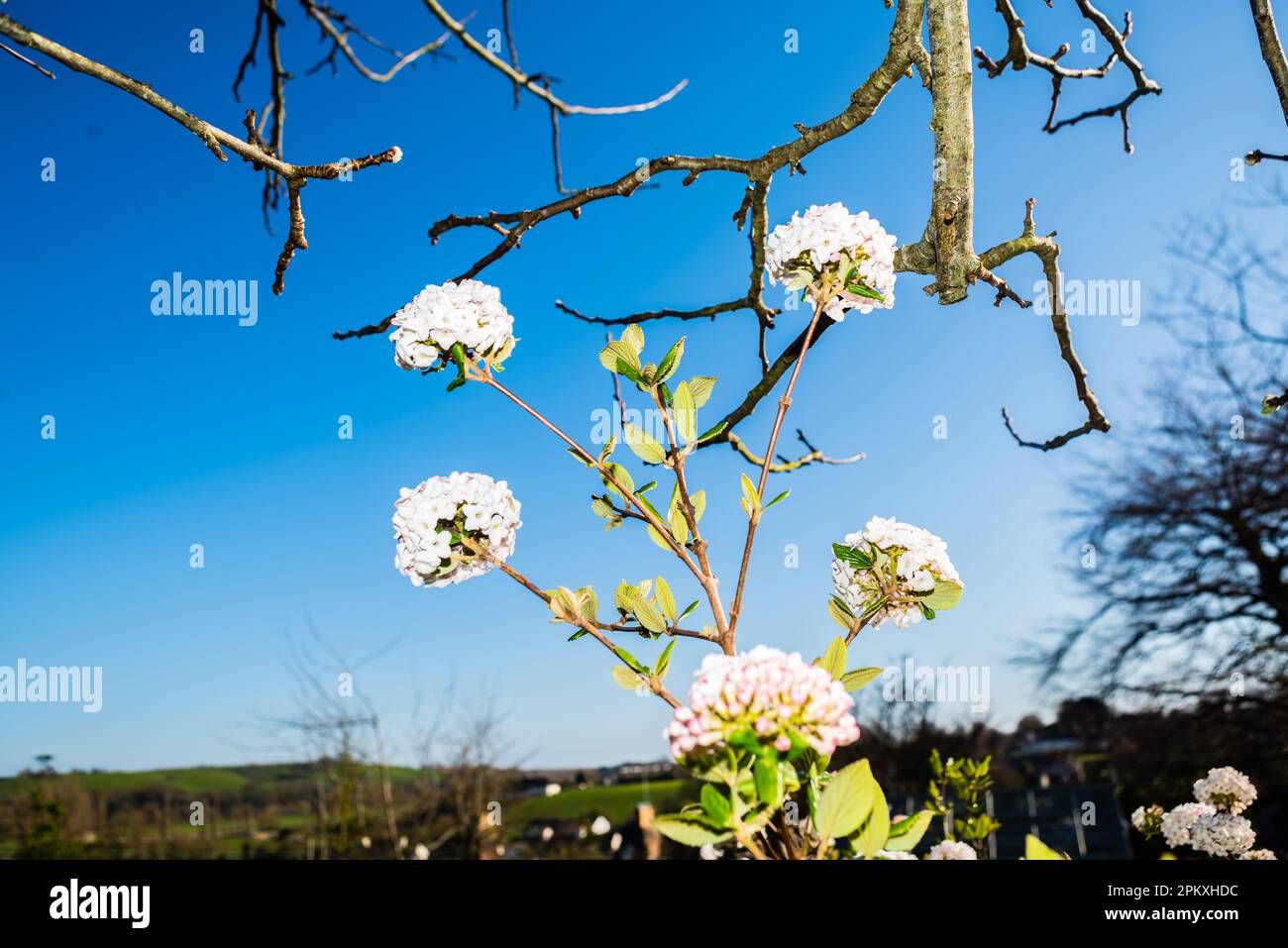 Viburnam Burkwoodii Anne Russell growing in a Country Garden Stock ...