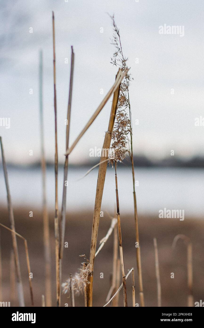 Brown and white reeds growing at the side of a river, long grass and ...