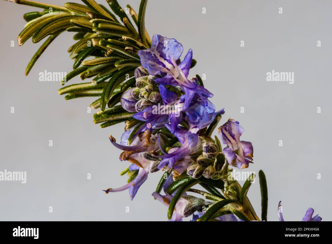Rosemary in uk garden hi-res stock photography and images - Alamy