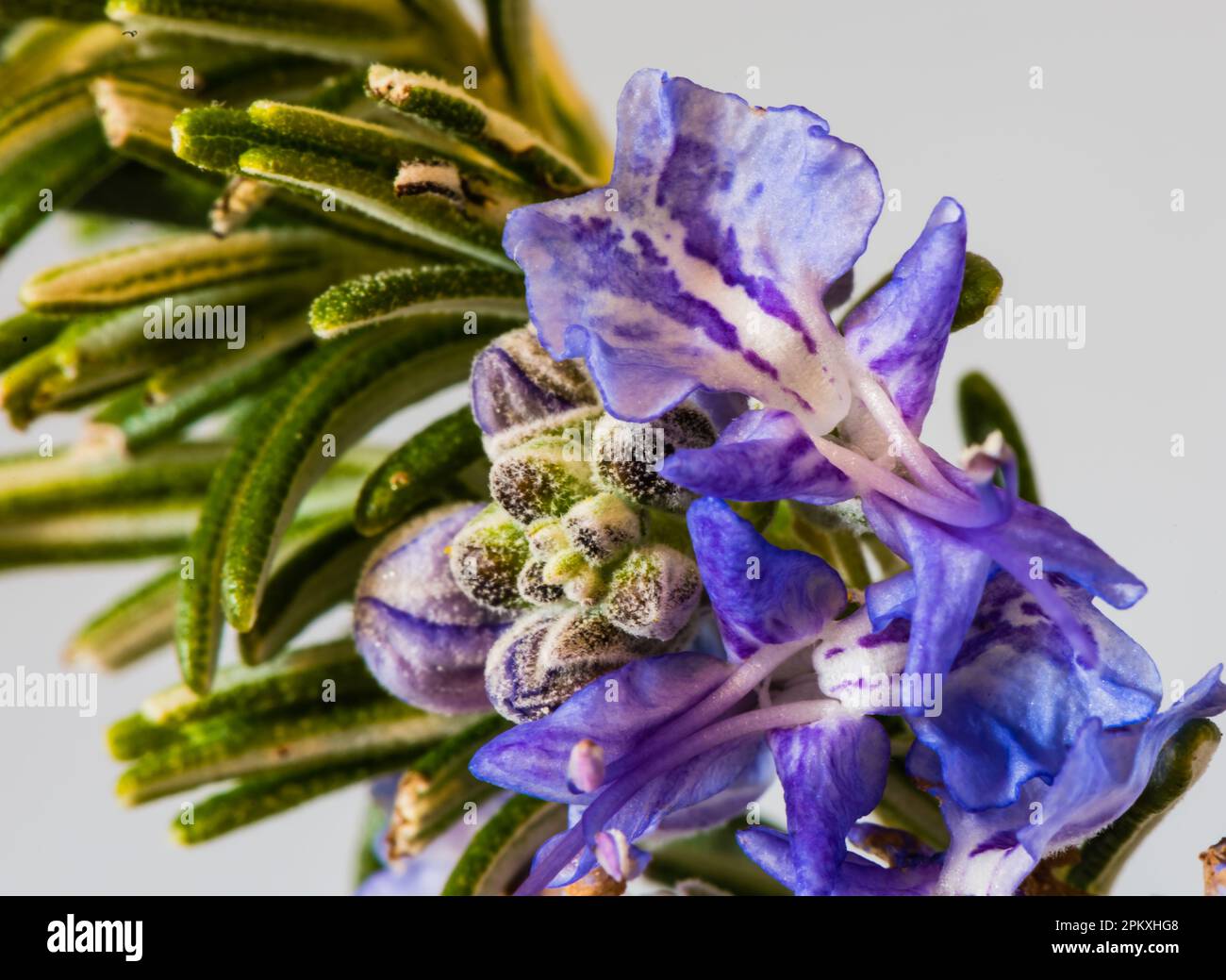 Rosmarinus pont du raz hi-res stock photography and images - Alamy