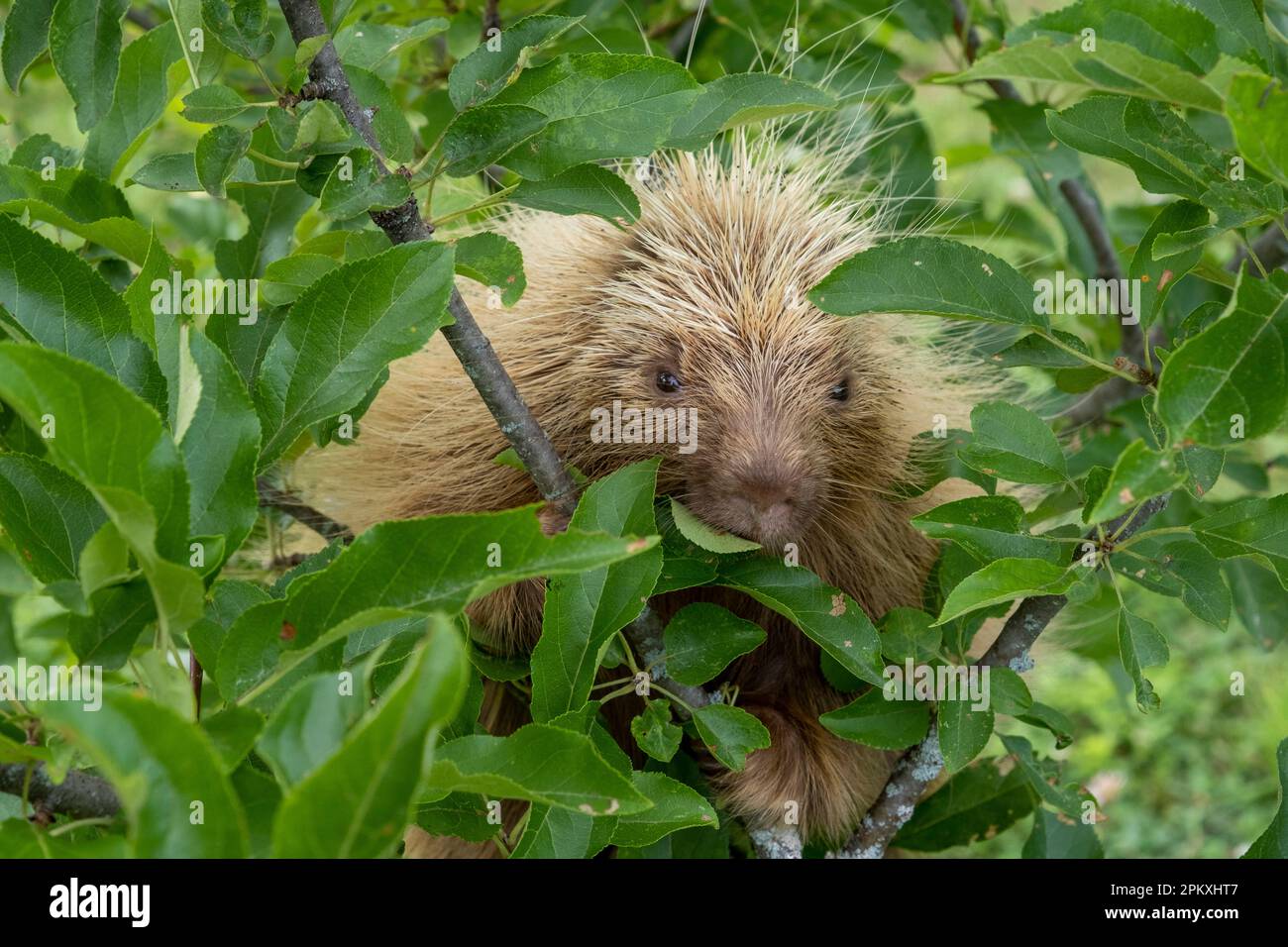A porcupine in an apple tree in Massachusetts Stock Photo - Alamy