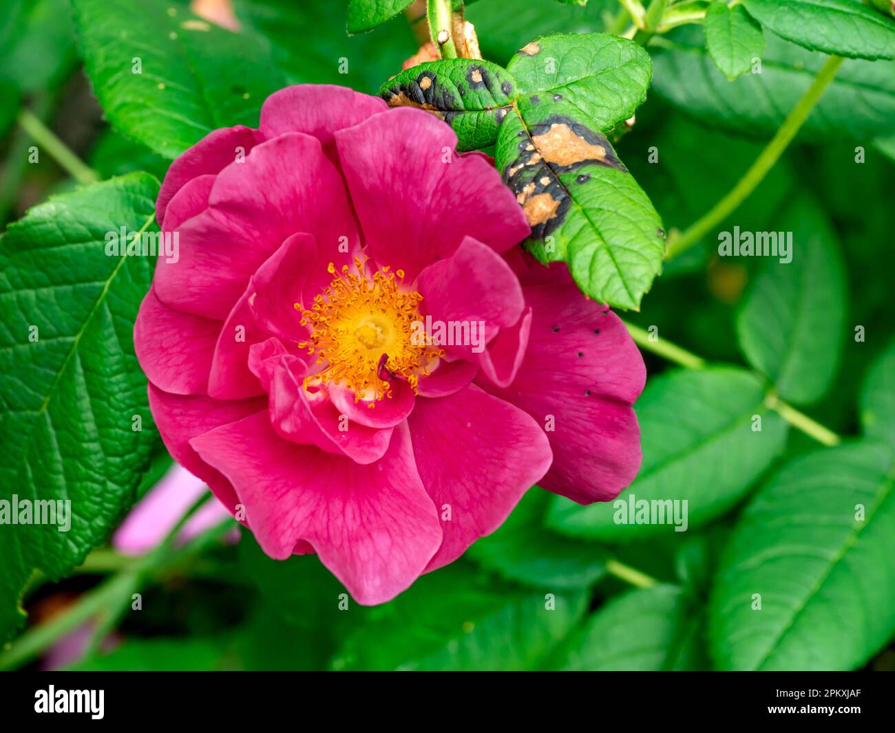 Rosa gallica hi-res stock photography and images - Alamy