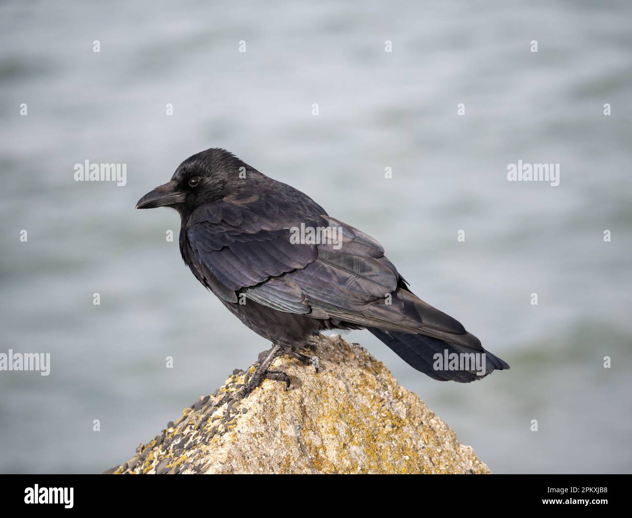 Crow stone water hi-res stock photography and images - Alamy