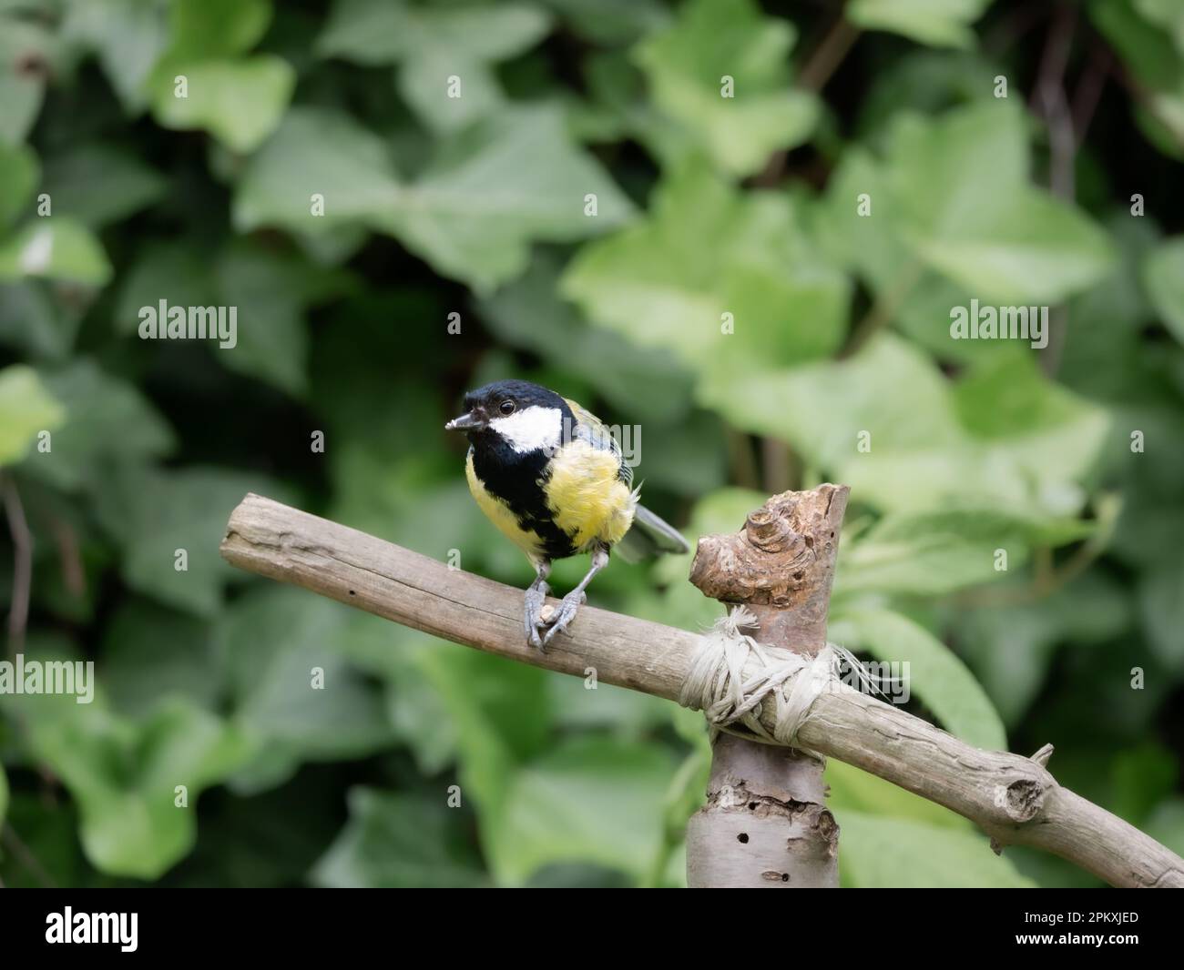 Great tit, Parus major, adult male with seed between legs perched on ...