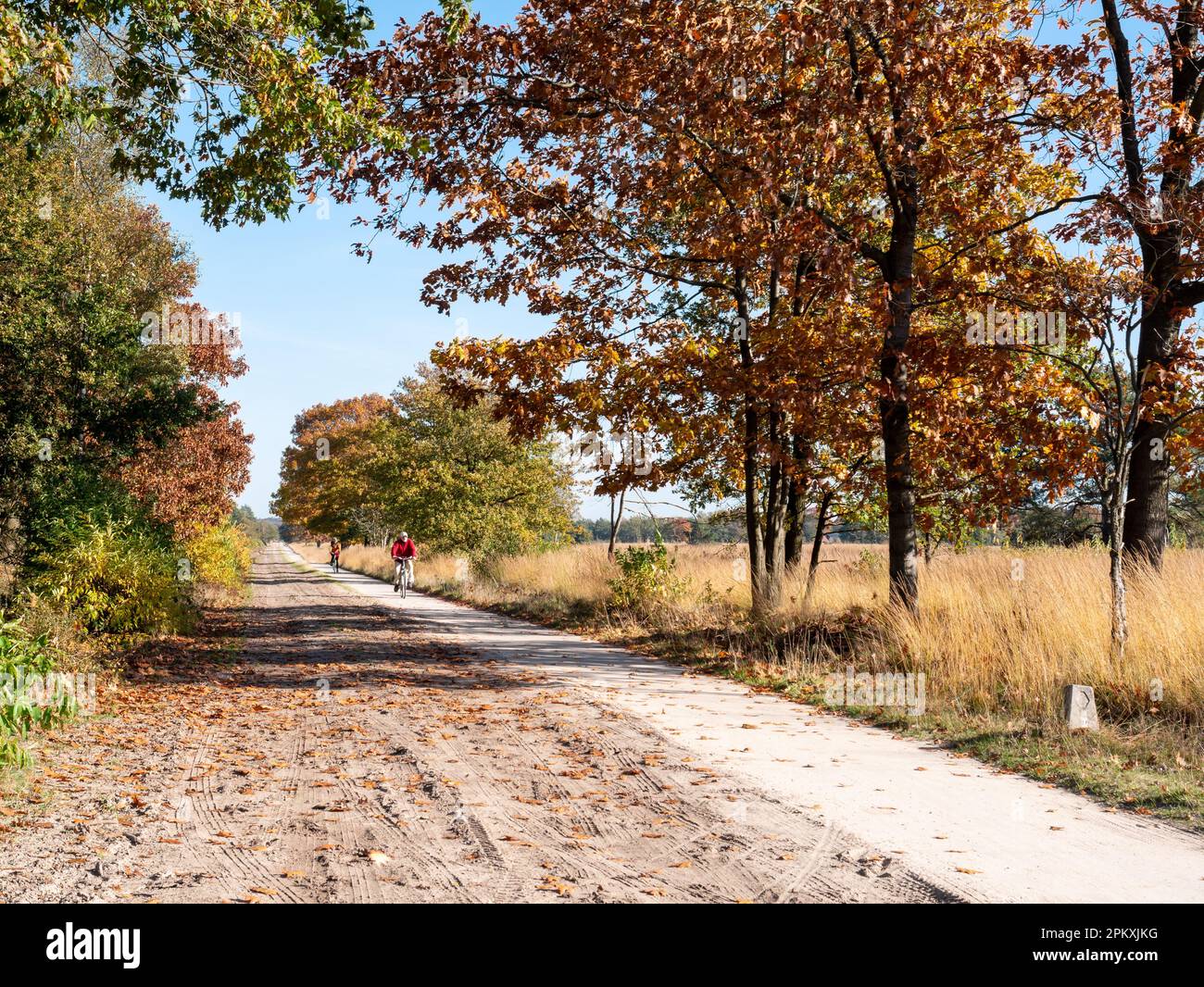 People bicycling on cycle path in autumn in nature reserve Veluwe near ...