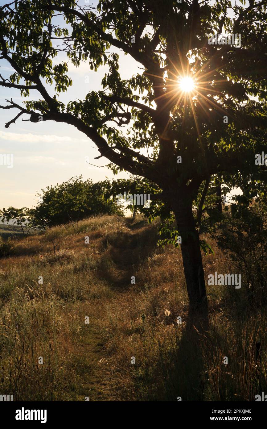 Backlight tree with path Stock Photo - Alamy