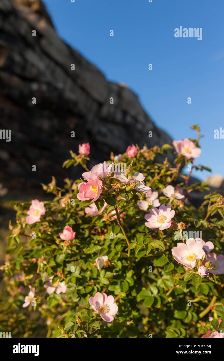 Devil's Wall with Roses Hedge Stock Photo - Alamy