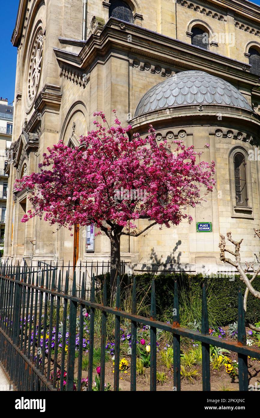 L'église Notre Dame des Champs and brilliant purple spring blossoms in ...