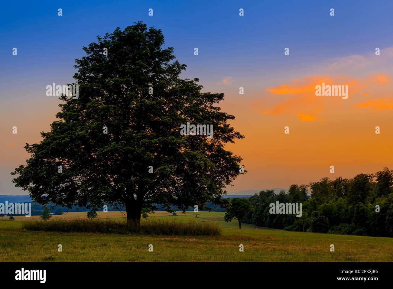 Tree in the sunset Stock Photo - Alamy