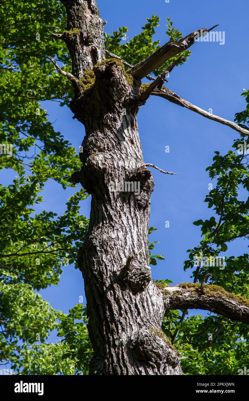 Old dry tree Stock Photo - Alamy
