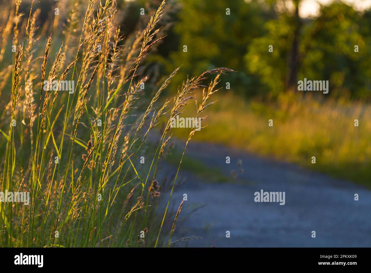Light gravel path hi-res stock photography and images - Alamy
