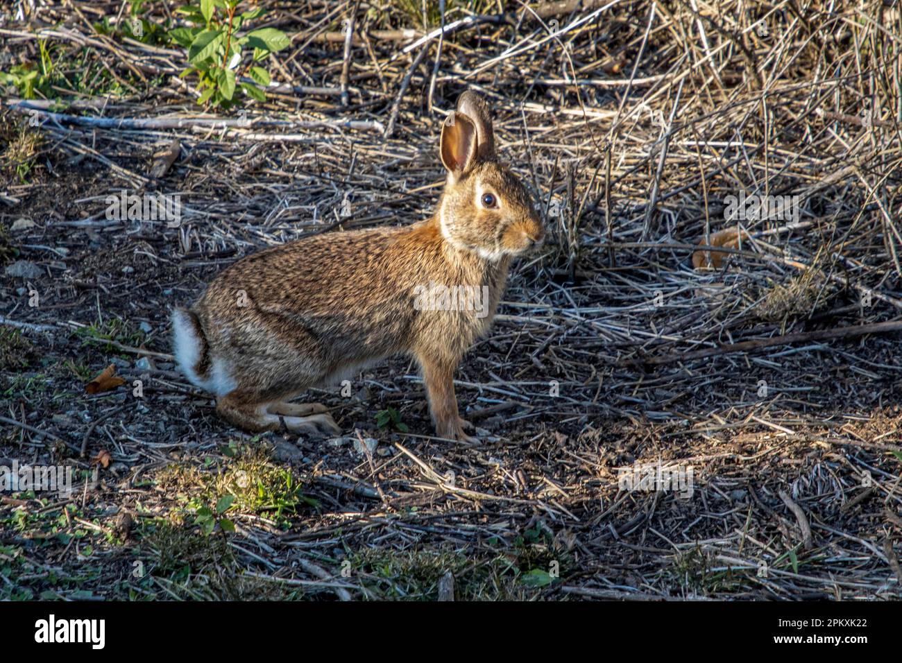A rabbit at the Birch Hill Dam area in Royalston, MA Stock Photo - Alamy