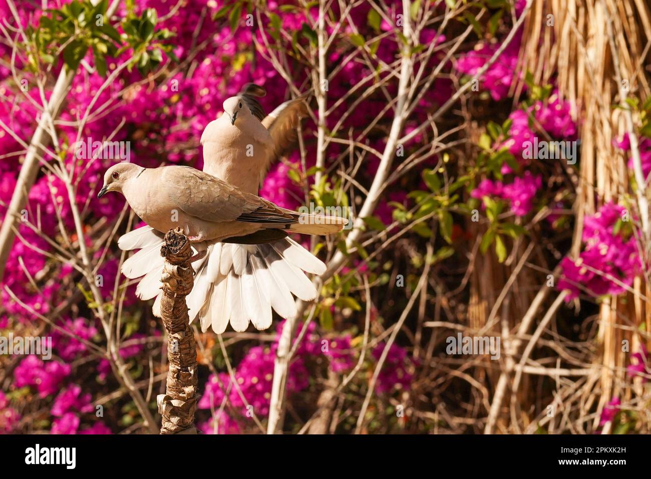 Wild pigeons among pink flowers. Two pigeon on flowering background ...