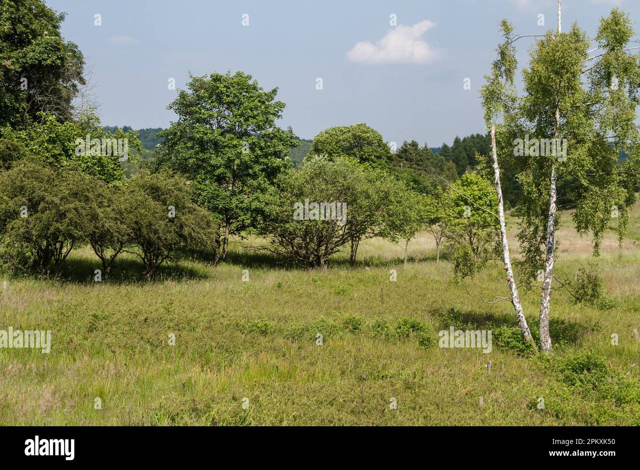 Natural meadow flora hi-res stock photography and images - Alamy
