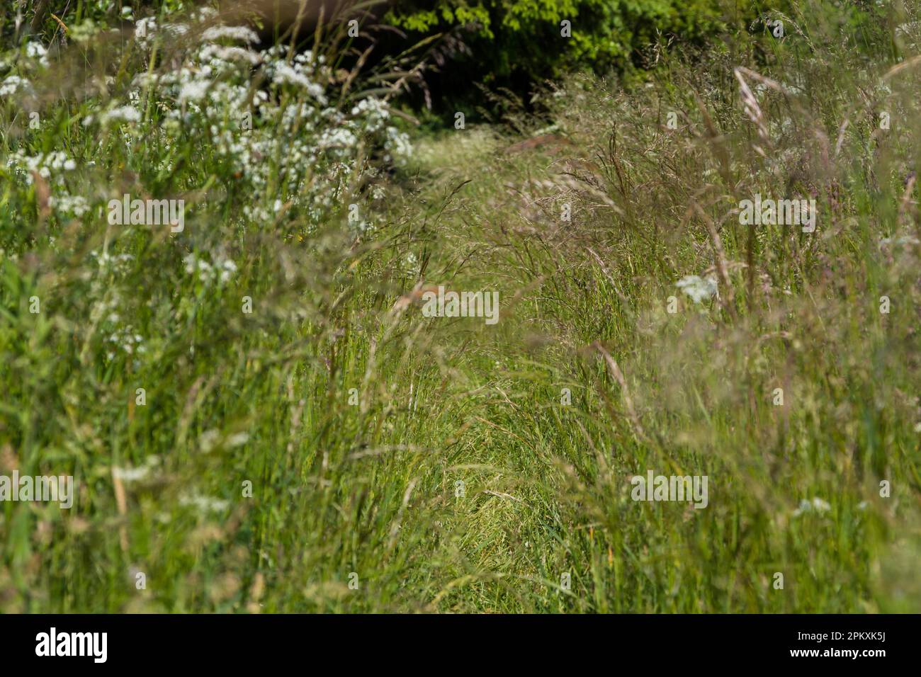 Path cover hi-res stock photography and images - Alamy