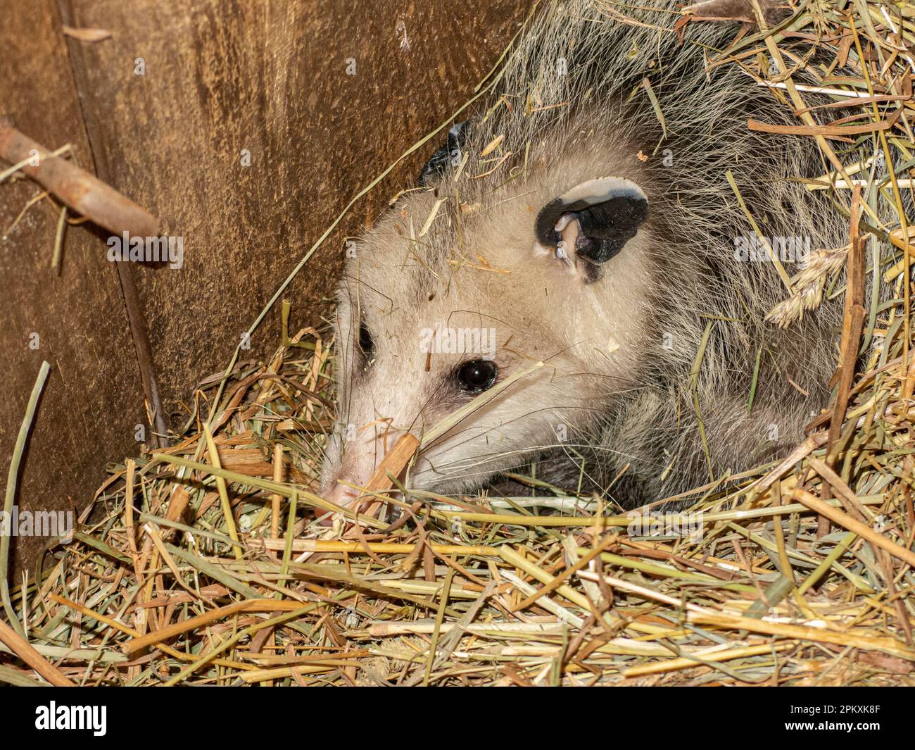 A possum living in a barn Stock Photo - Alamy