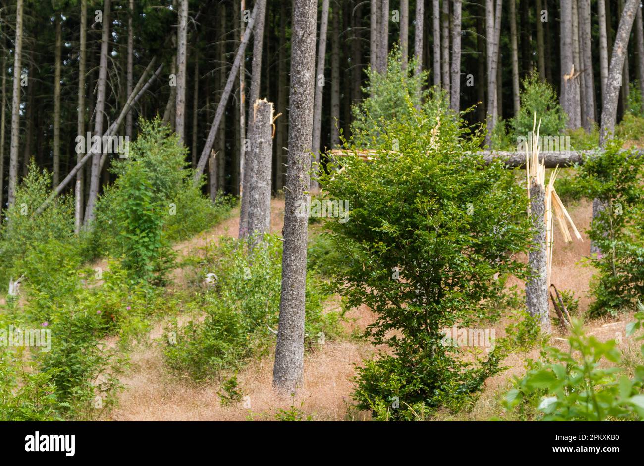 Wind breakage in the spruce forest Stock Photo - Alamy
