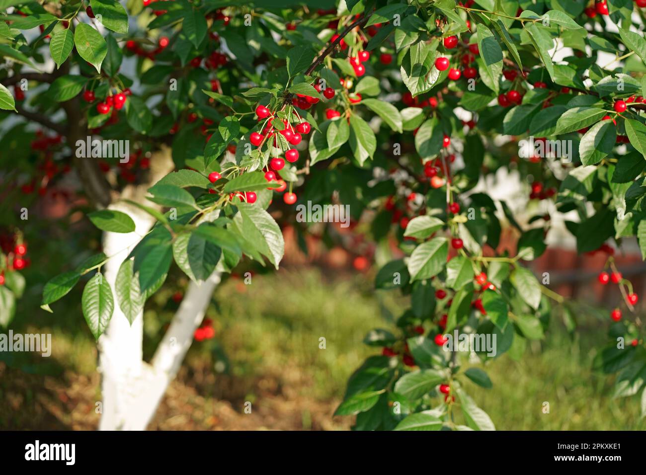 Photo of beautiful cherry trees with cherries in the garden Stock Photo ...