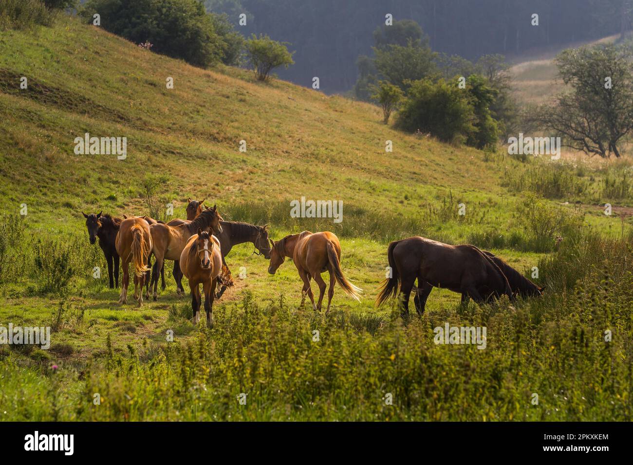 Paddock with horses in the Harz Mountains Stock Photo - Alamy