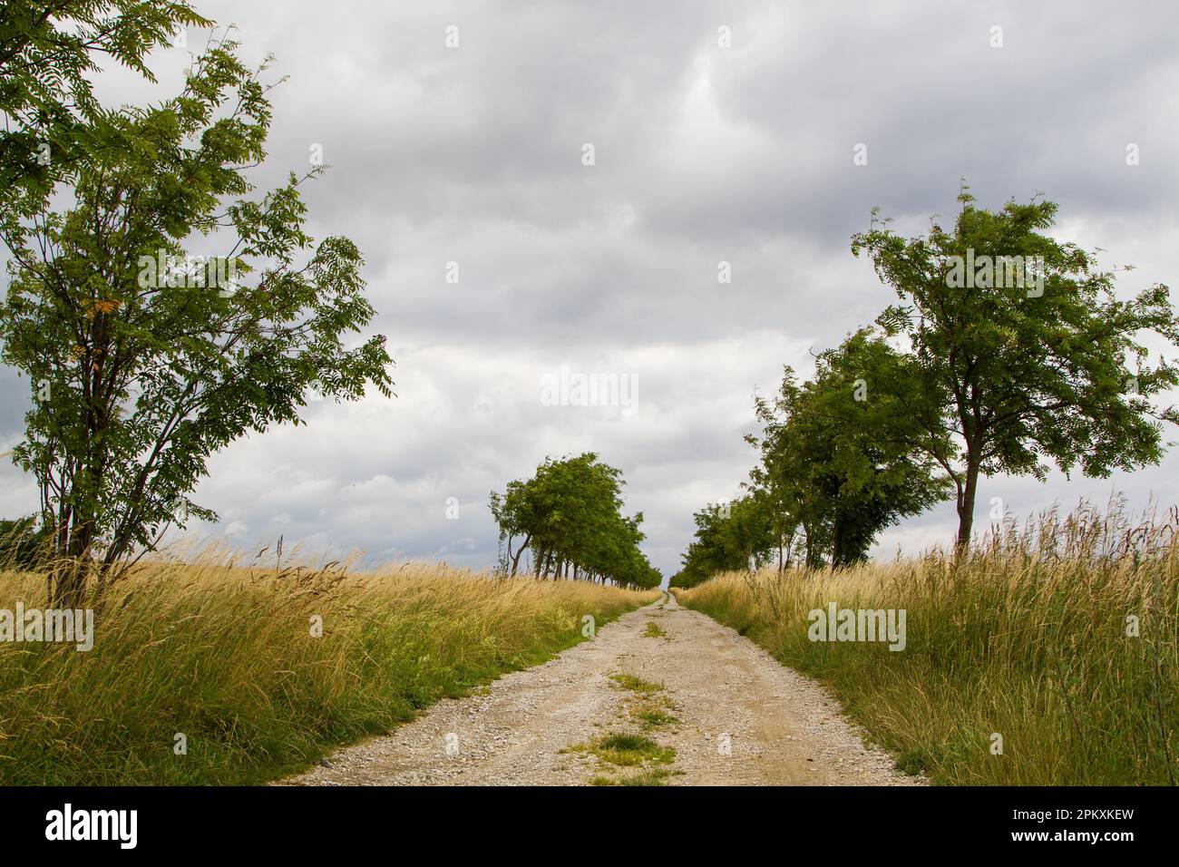 Field path towards heaven Stock Photo - Alamy