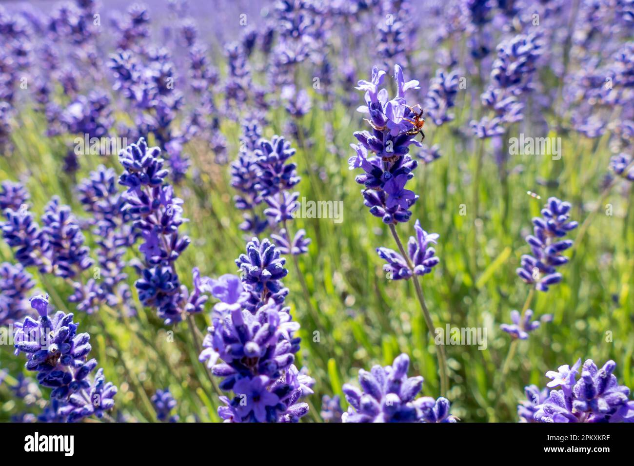 Beauty of countryside hi-res stock photography and images - Alamy