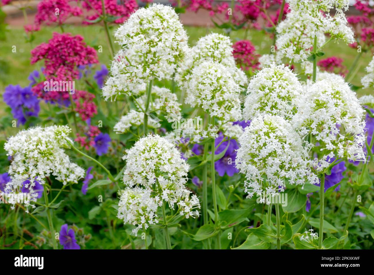 Red and White Valerian (Centranthus ruber Stock Photo - Alamy