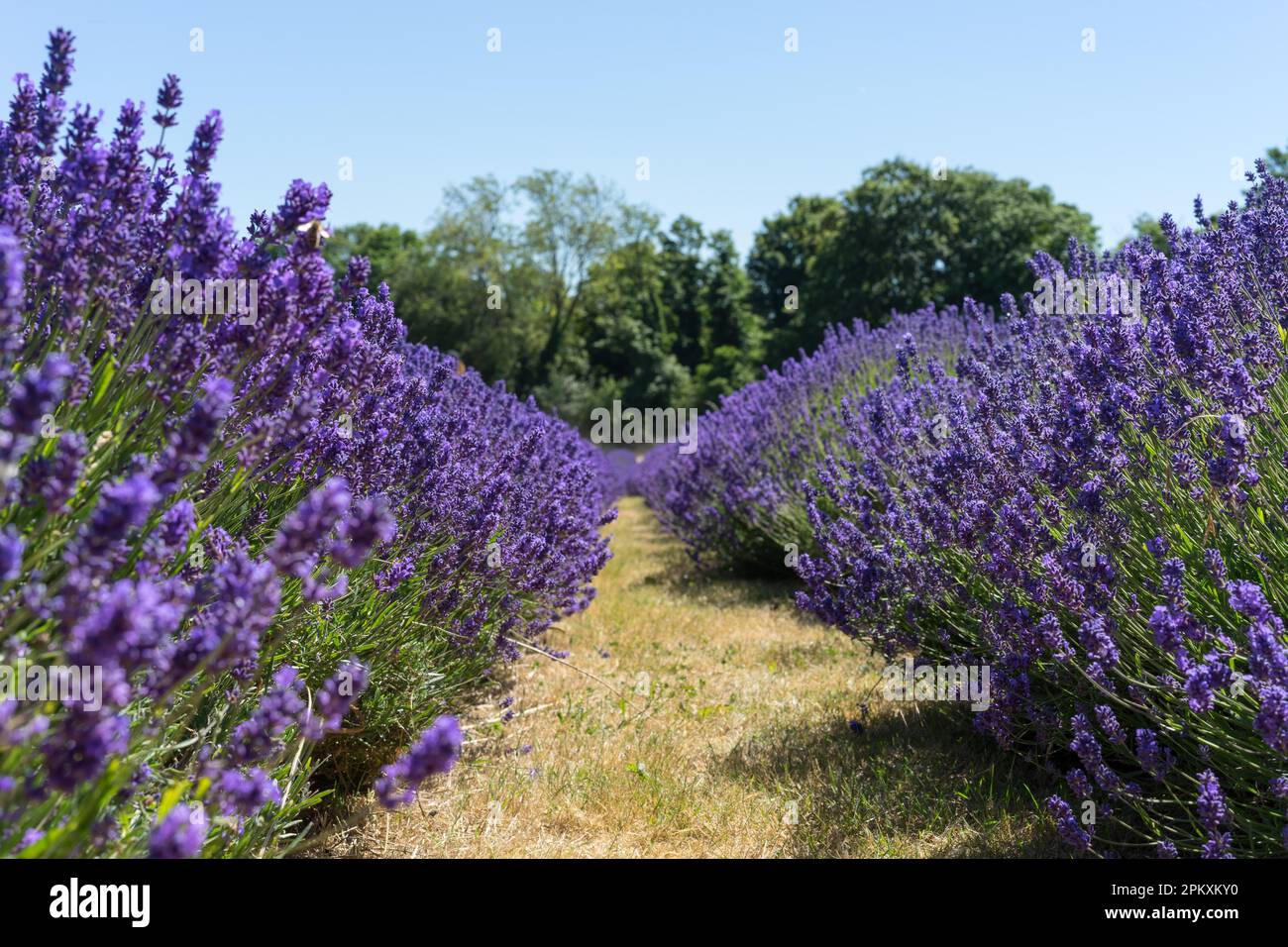 Field of Lavender Stock Photo - Alamy