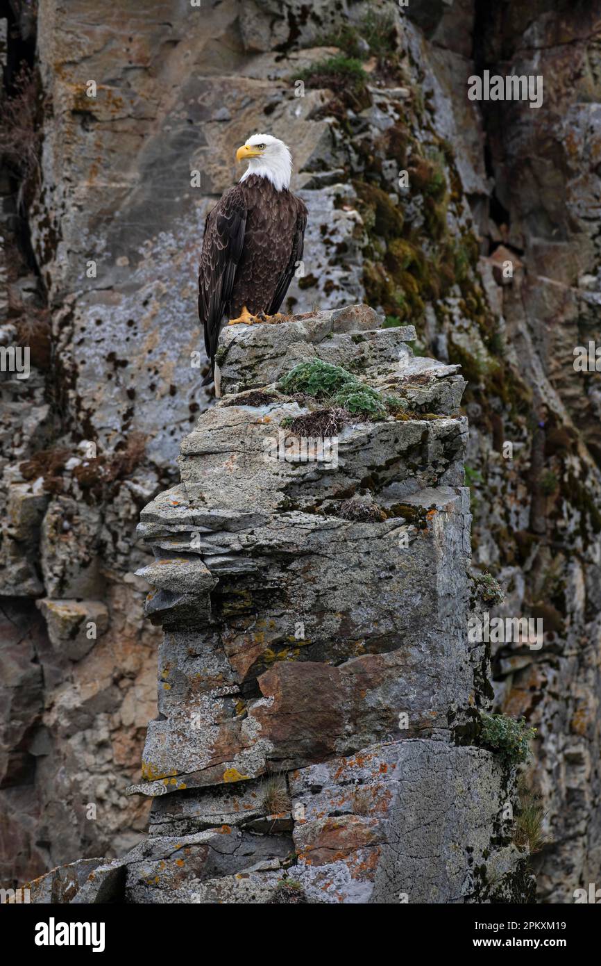 Bald eagle katmai national hi-res stock photography and images - Alamy
