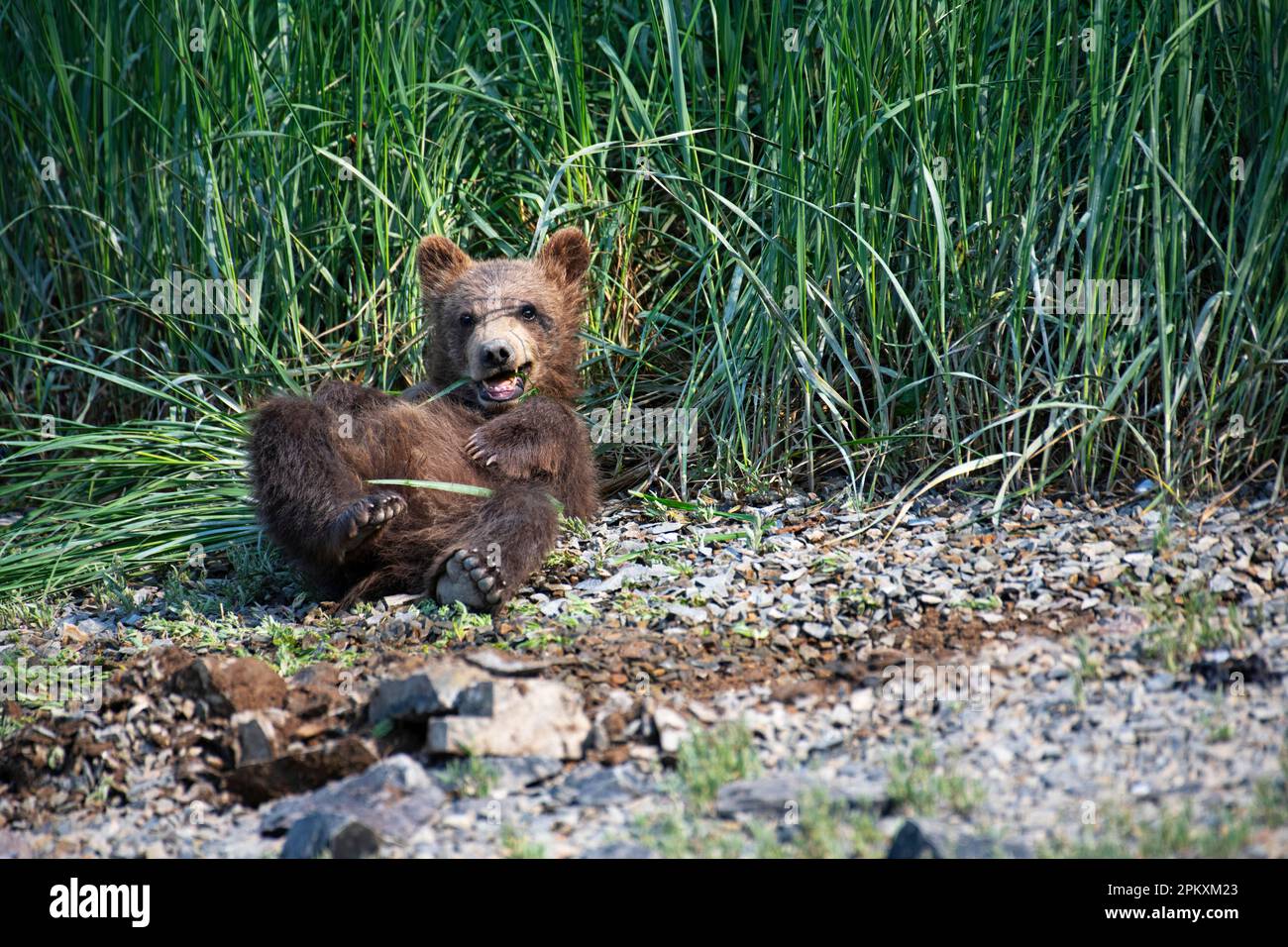 Young grizzly bear eating sedge, coastal brown bear (Ursus Arctos ...